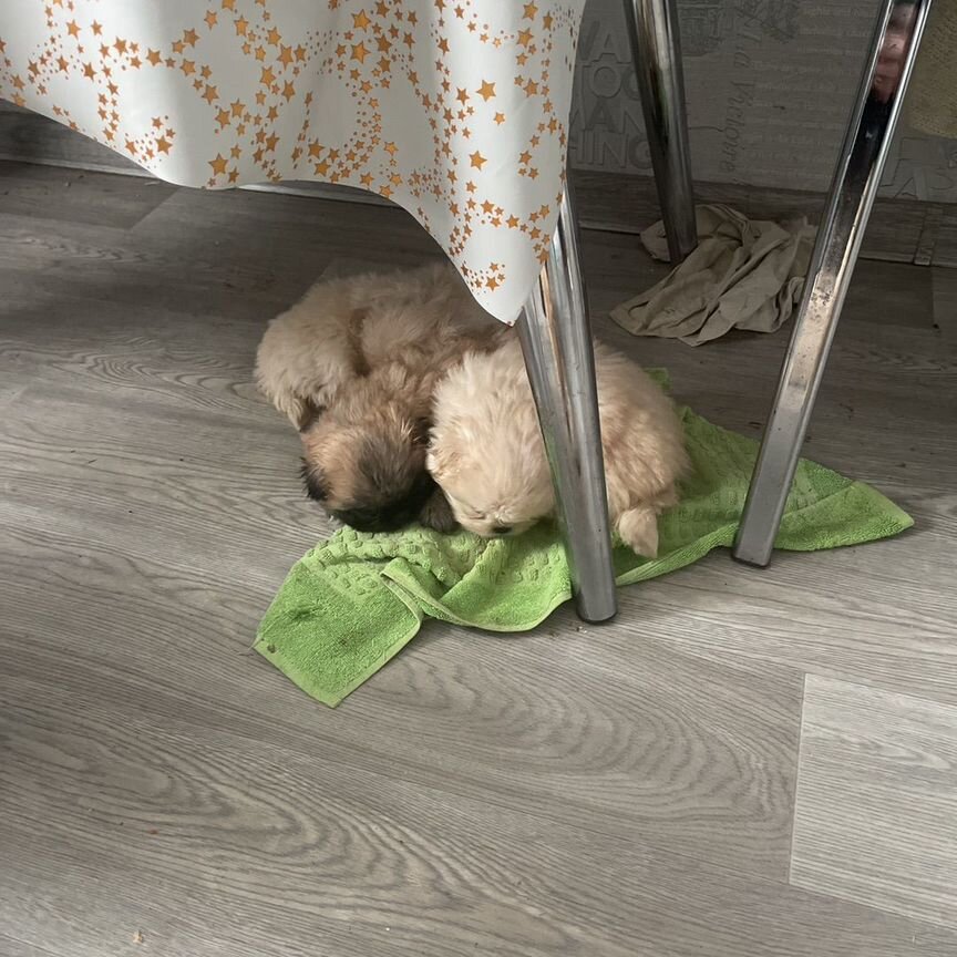 Щенки пикенесы