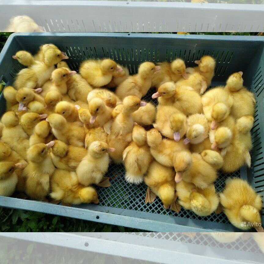 Недельная бройлерная утка Агидель