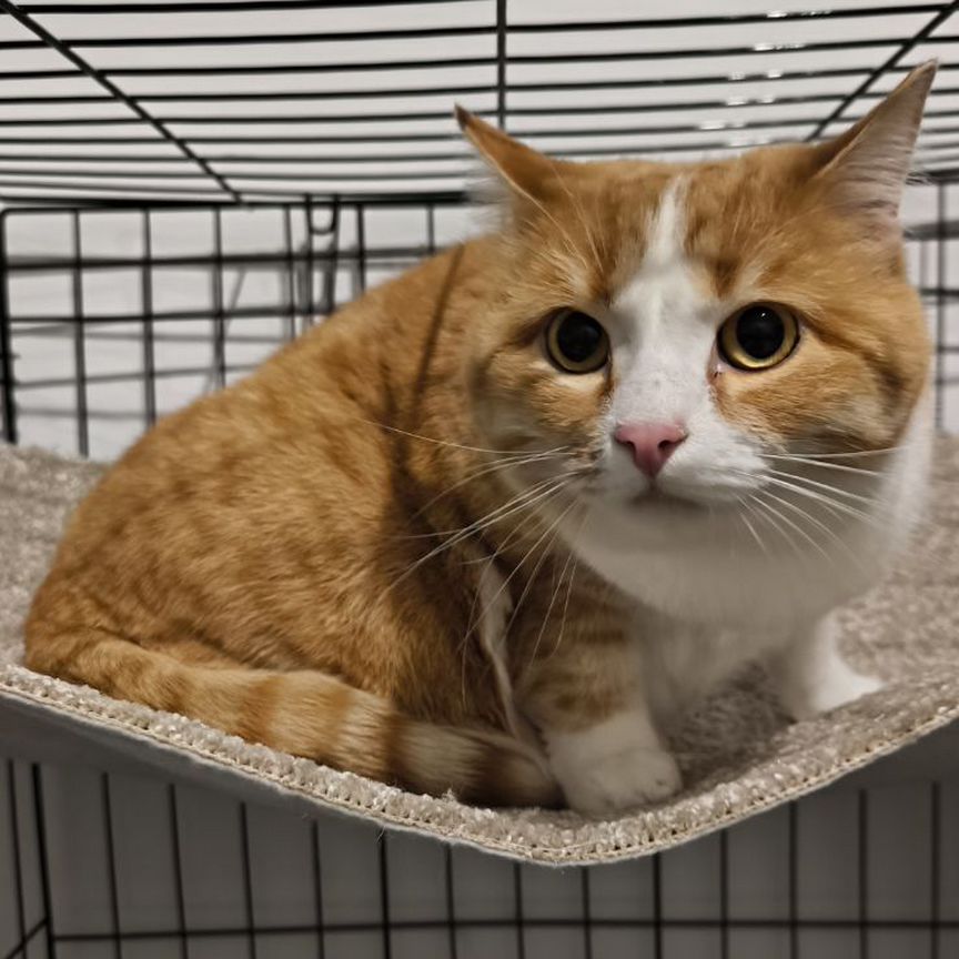 Кошка Лавра