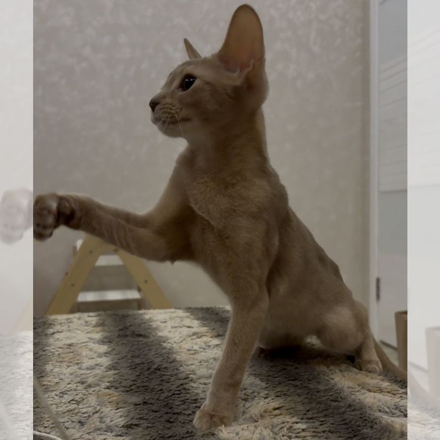 Абиссинский котёнок