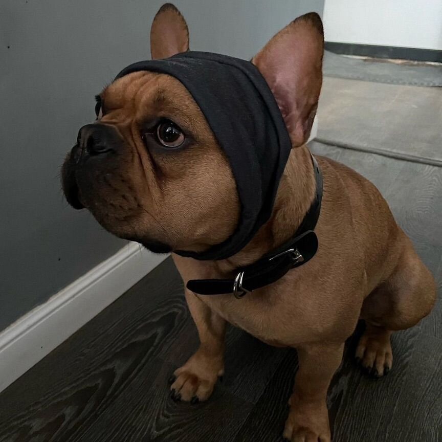 Французский бульдог кобель вязка