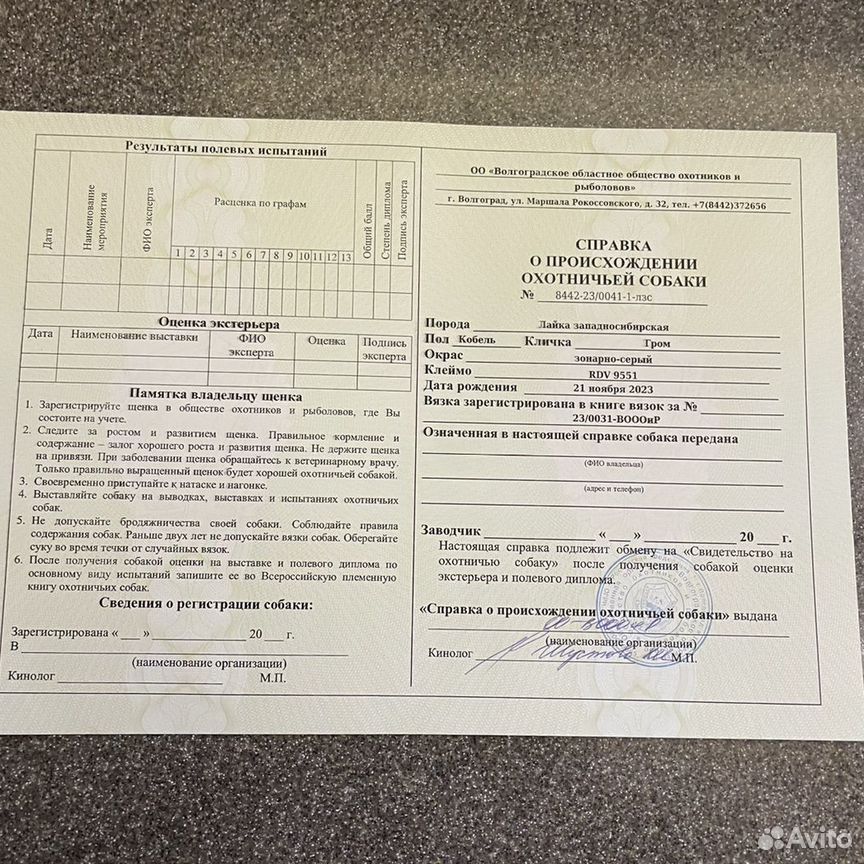 Щенок Западно Сибирская Лайка