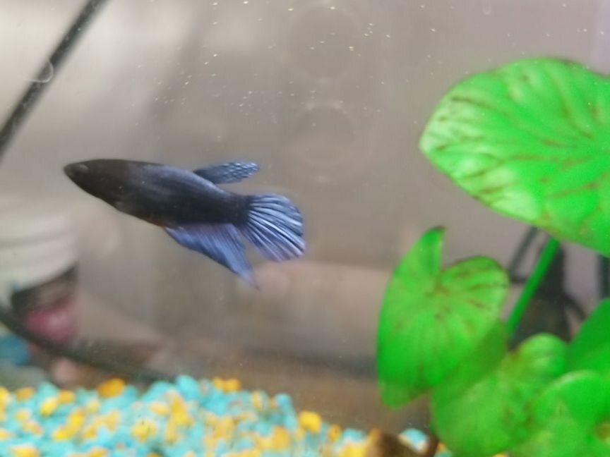 Рыба Петушок/Курочка