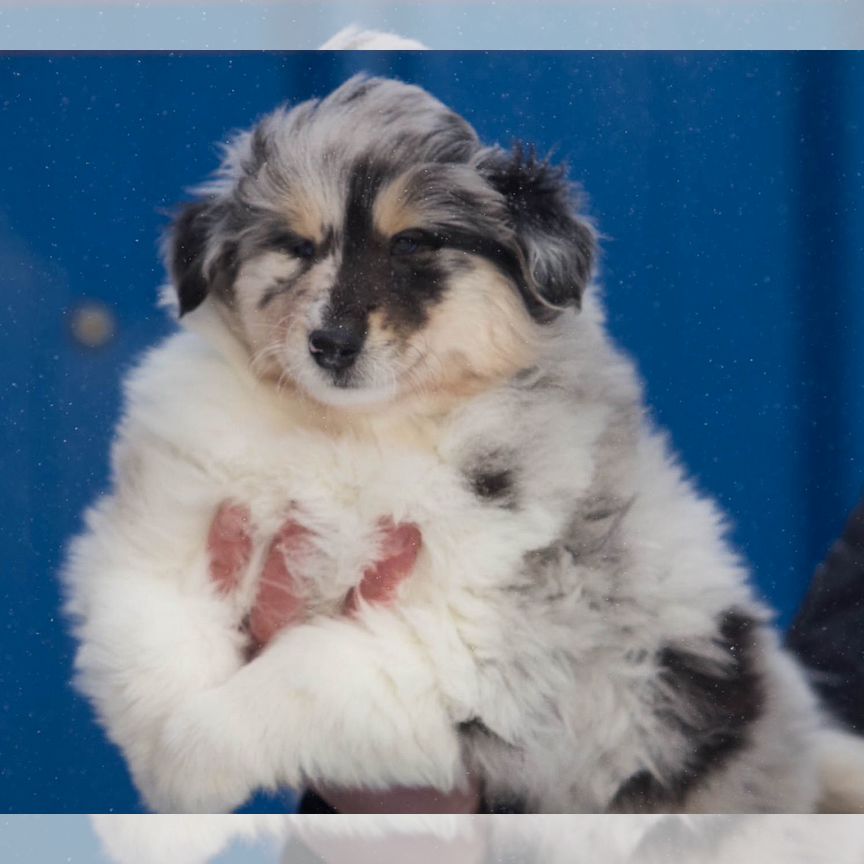 Колли, щенок