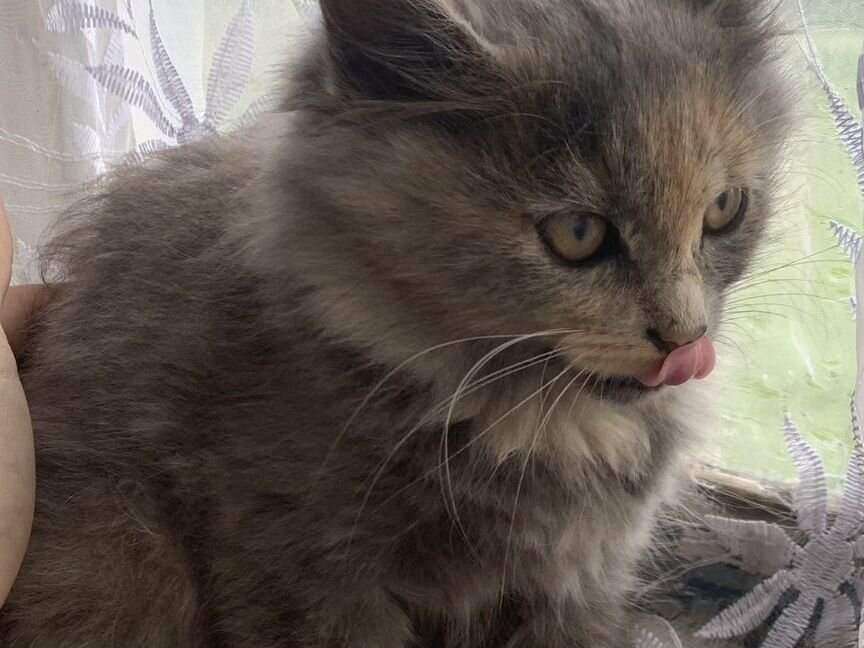 Отдам котят в добрые руки и собачку