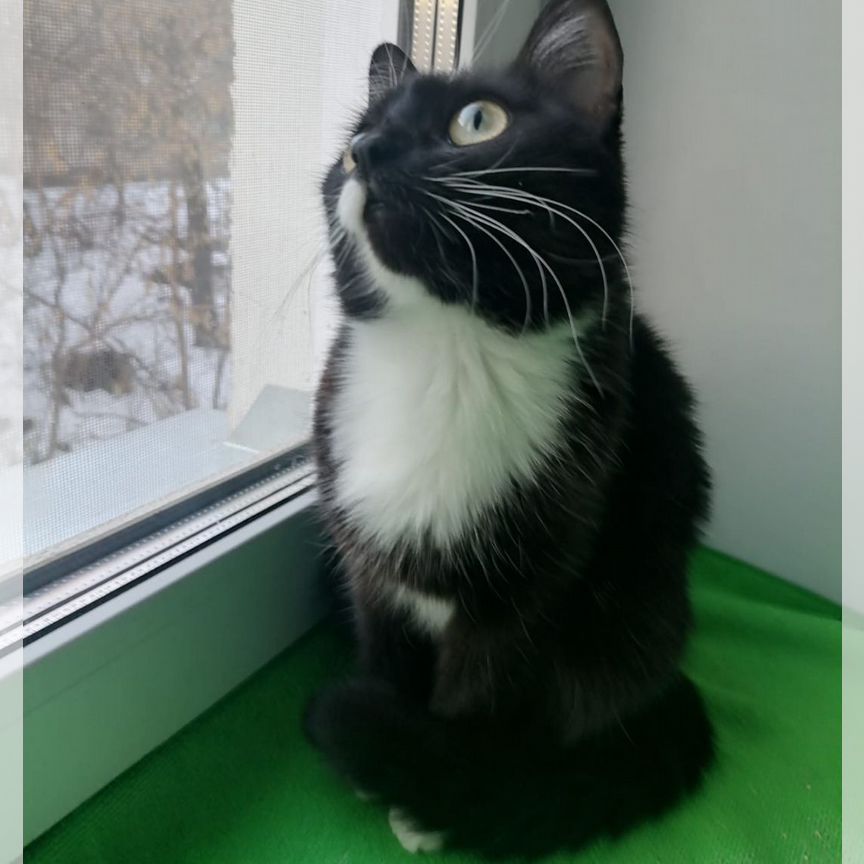 Кошечка
