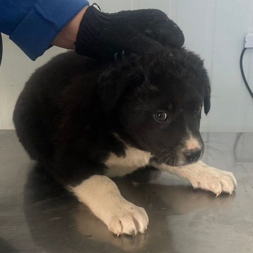 Щенок в добрые руки