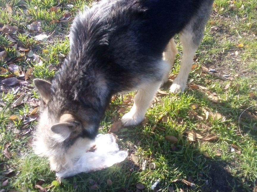 Собака в добрые руки отдам бесплатно