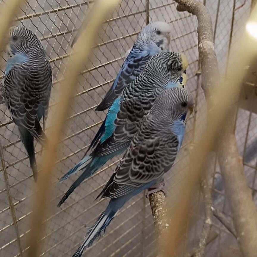 Птенцы волнистый попугай