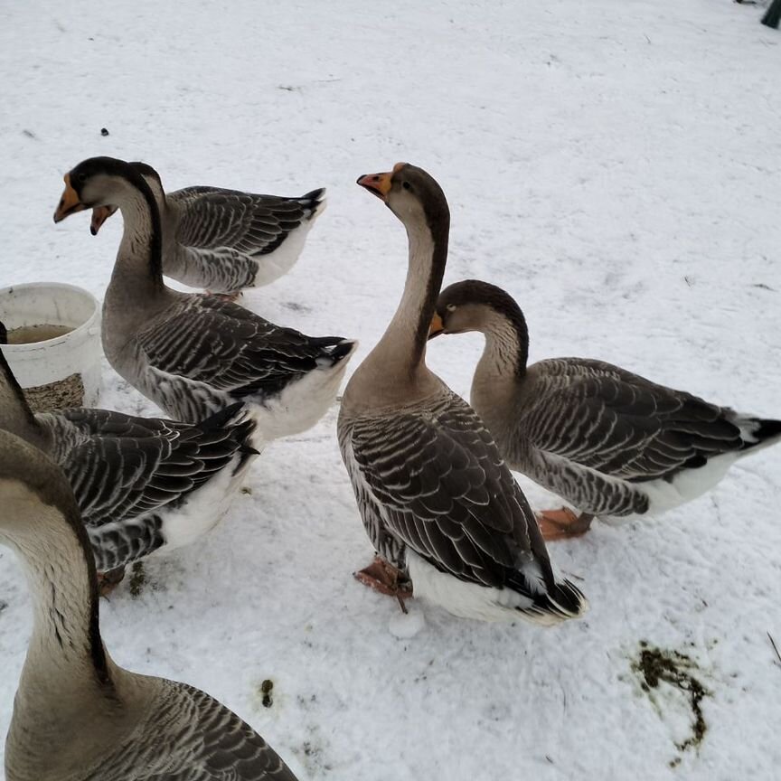 Холмогорские гуси промышленные 1 гусак,2 гусыни