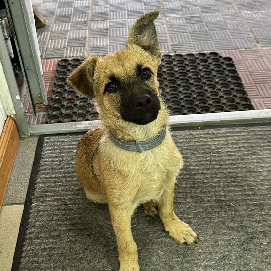 Щенок 1,5 месяца