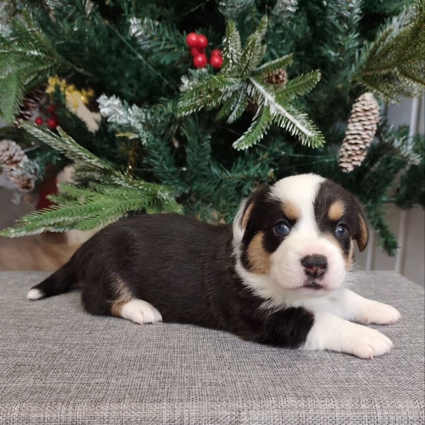 Вельш Корги Кардиган, щенок