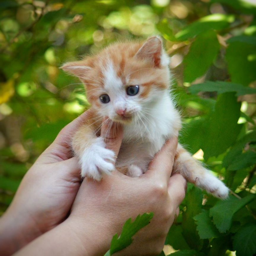 Котята в добрые руки