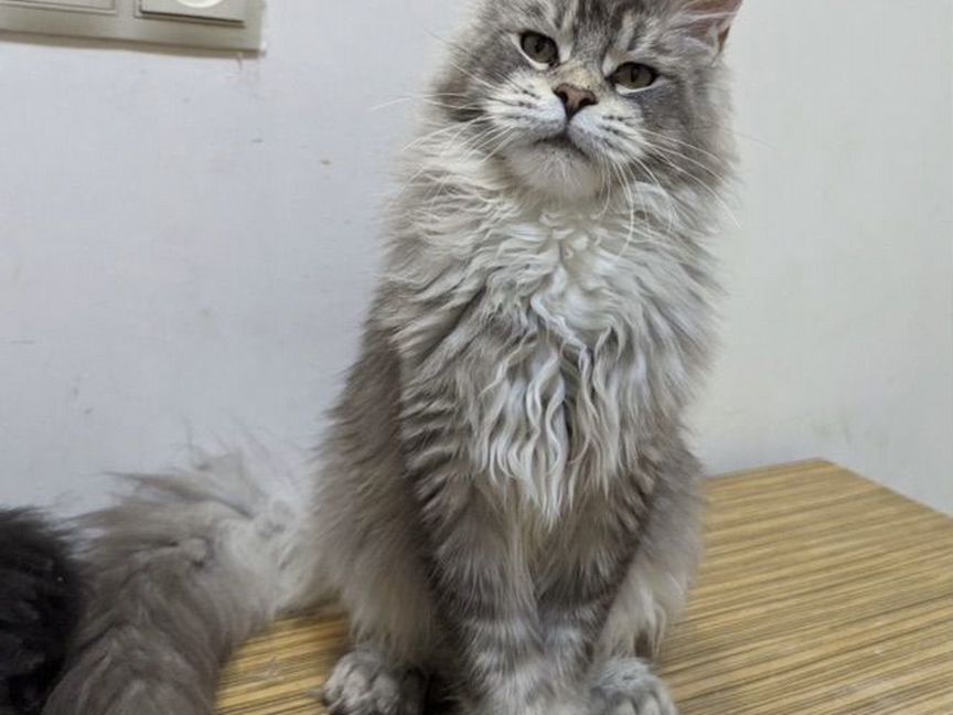 Мейн-кун полидакт