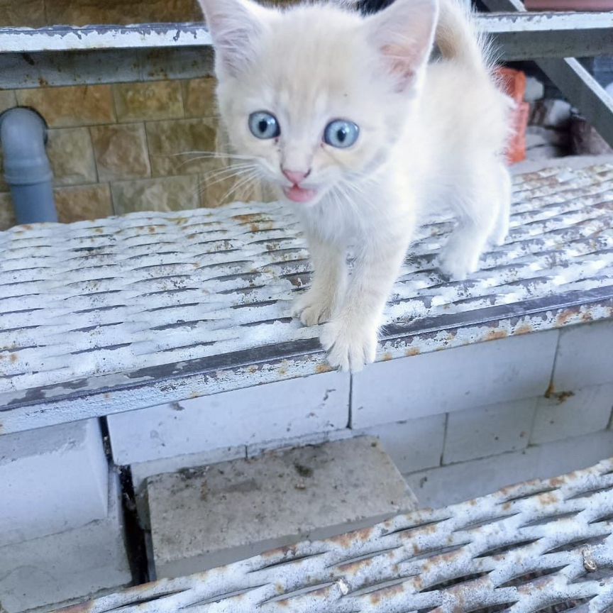 Красивые котята в добрые руки