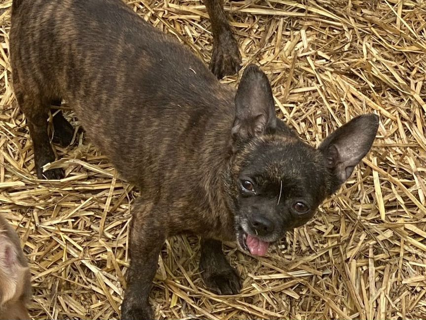 Отдам девочку чихуахуа