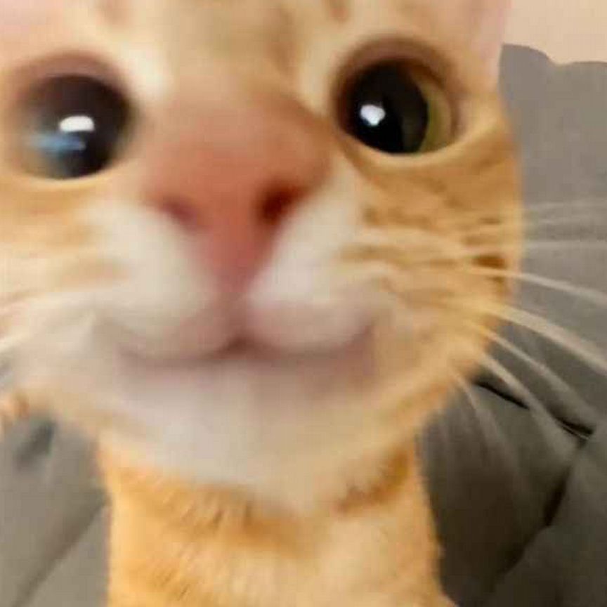 Котики для настроения