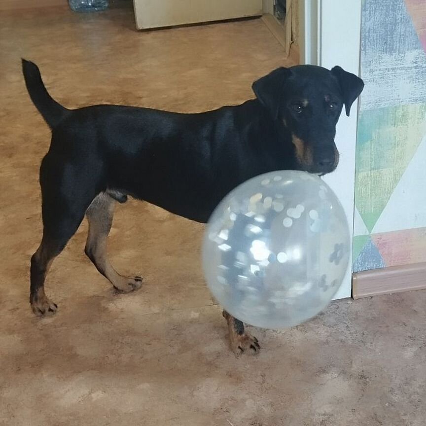 Джек-рассел-терьер, щенок