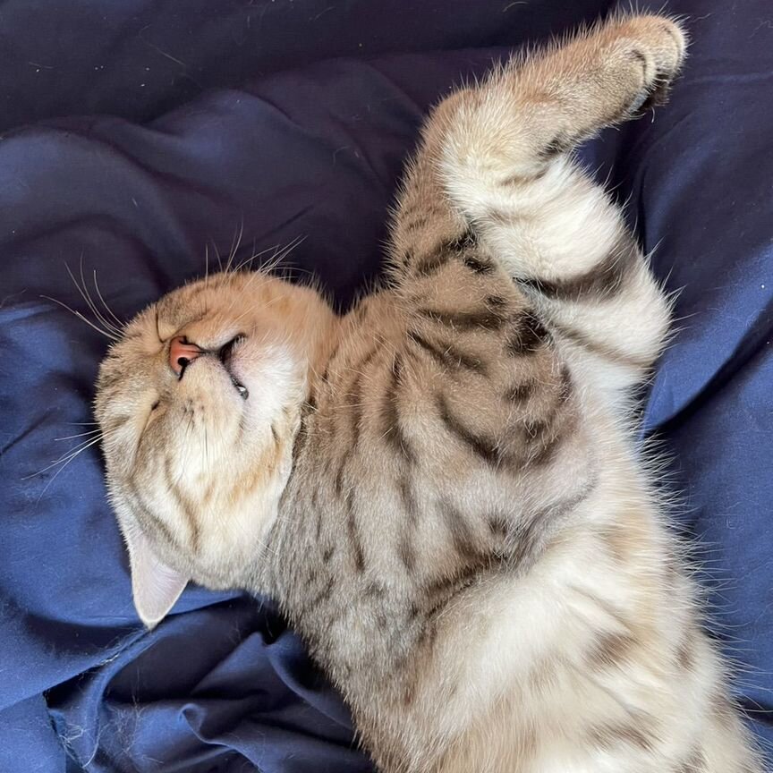 Британский котенок