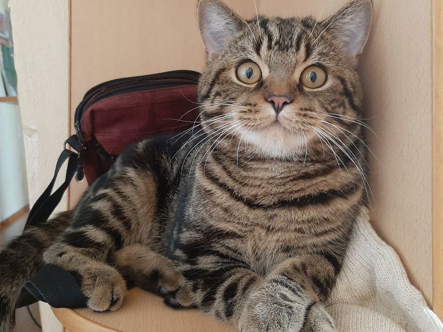 Кот британский 1 год
