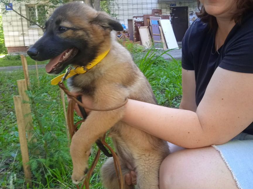 Собака в добрые руки щенок