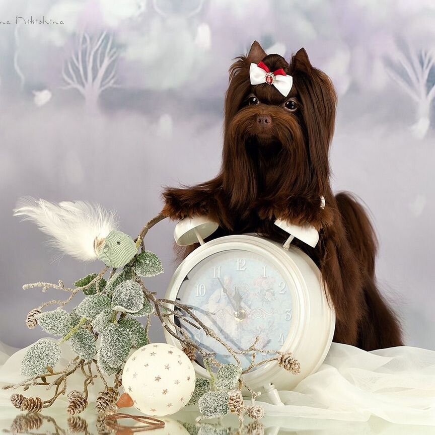 Шоколадный йорк жених