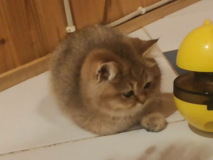 Золотой британский котик