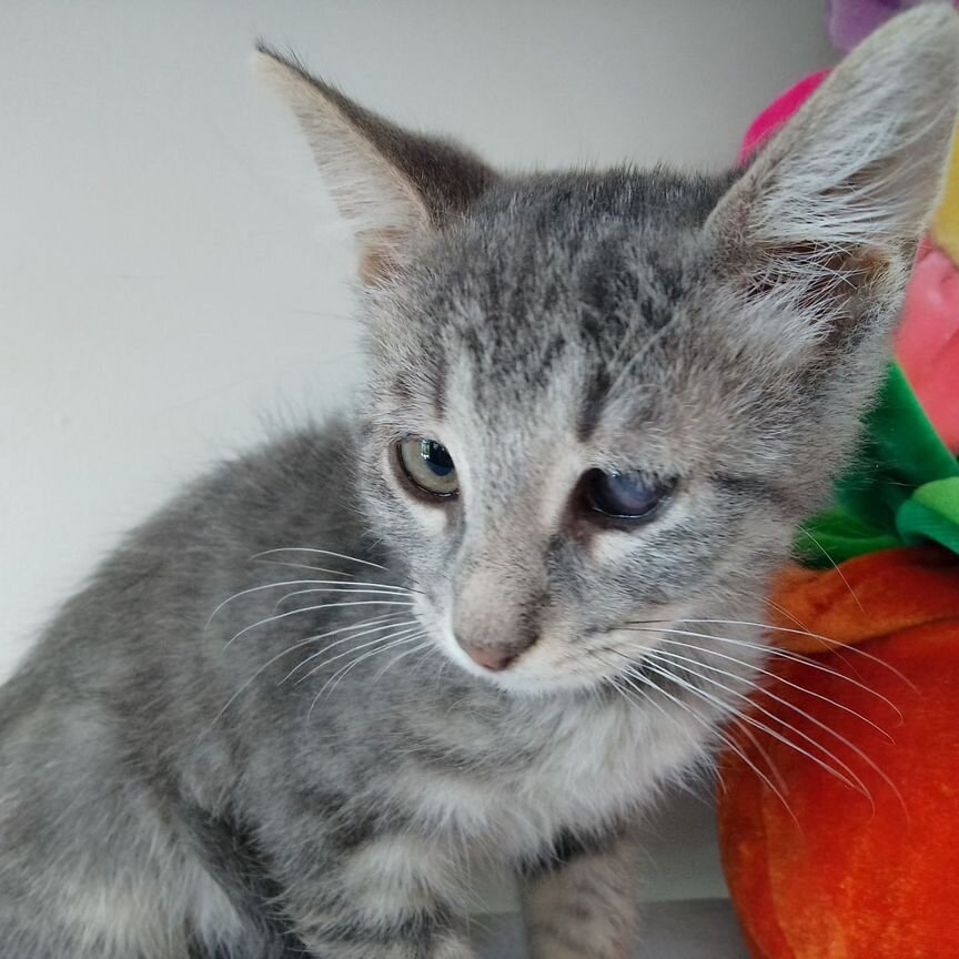 Особенный котенок в добрые руки