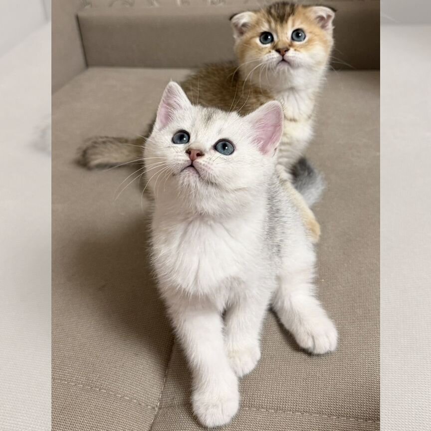 Шотландский вислоухий короткошёрстный котёнок