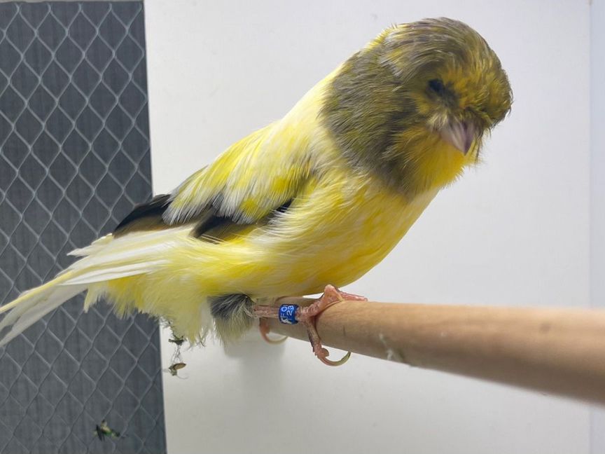 Кенарь и канарейка Крест Бред Редкость. Элита