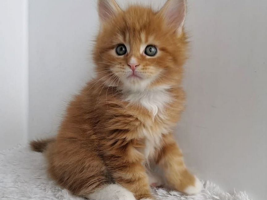 Котята мейн-кун