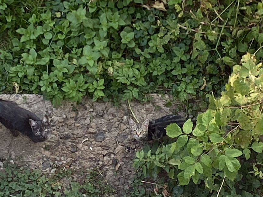 Котенок