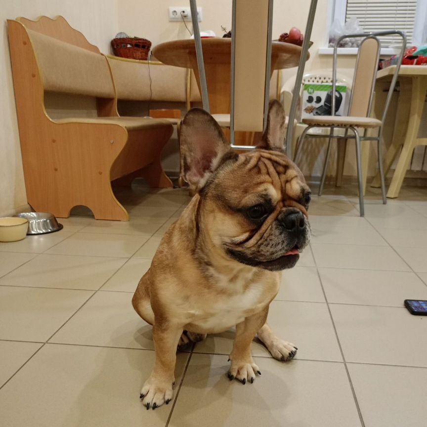 Французский бульдог, вязка