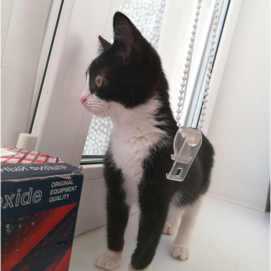 Ласковый котенок