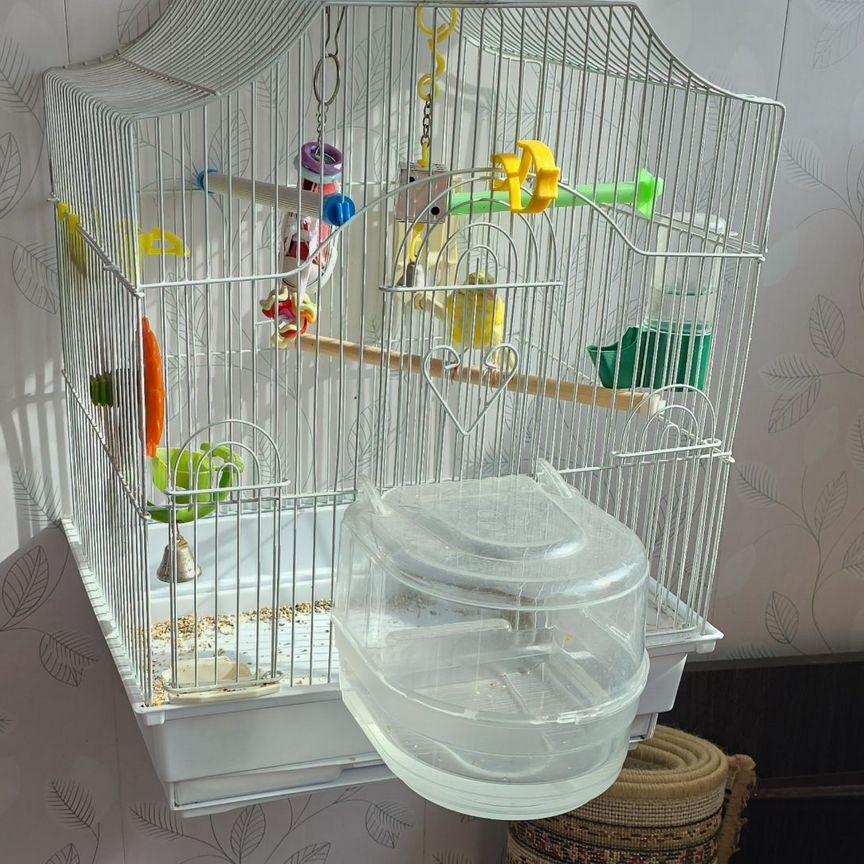 Канарейка с клеткой