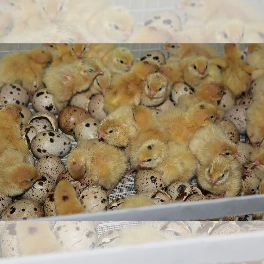 Перепела Техасцы вывод 17.03