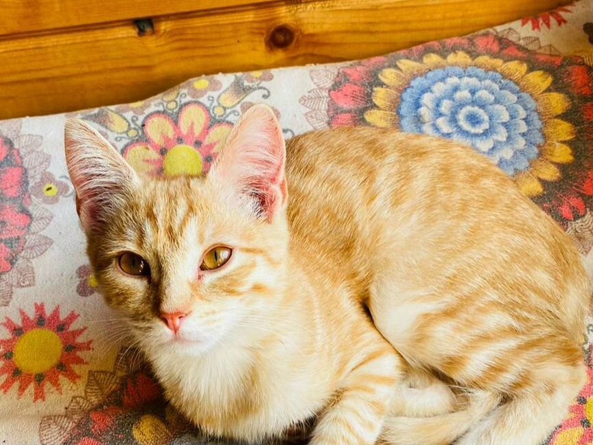 Ручной ласковый рыжик 3 месяца