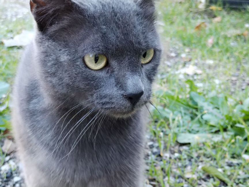 Котик серёга бесплатно, кот кастрированый