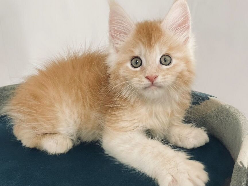 Котята мейн эксклюзив шоу класс