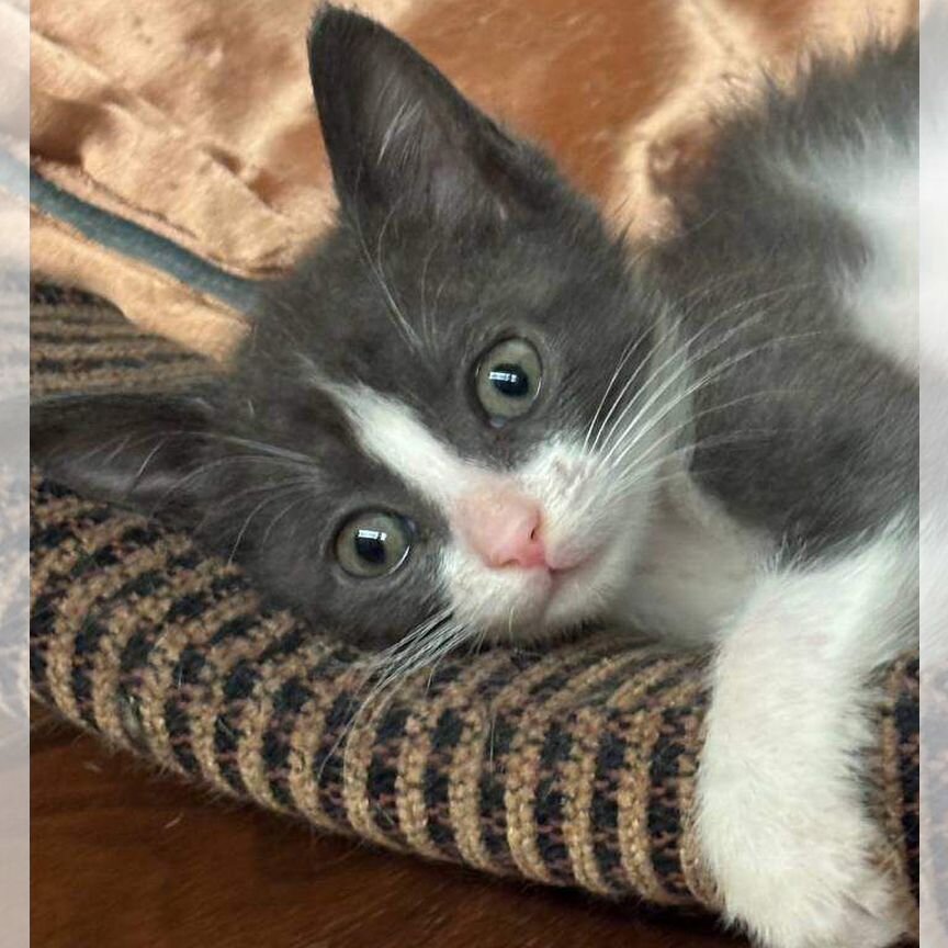 Котёнок в добрые руки