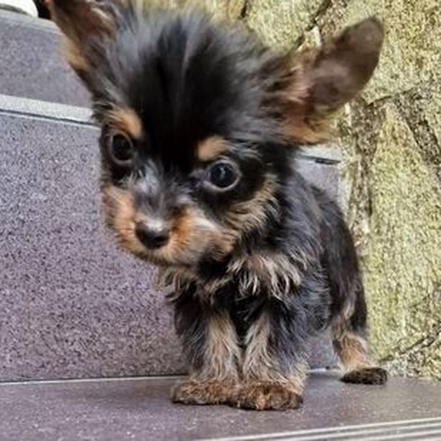 Йоркширский терьер мини