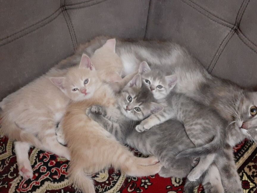 Котята в добрые руки бесплатно