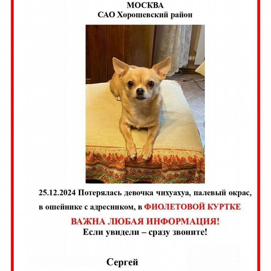 Потерялась чихуа Боня
