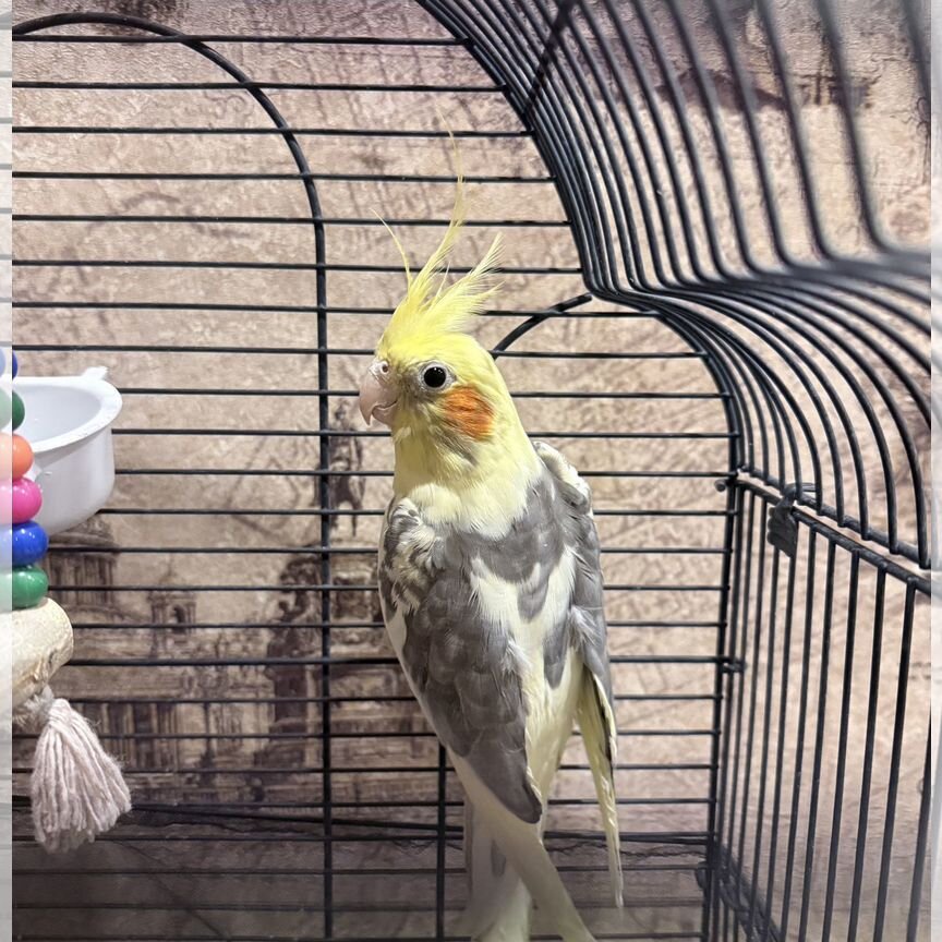 Попугай корелла