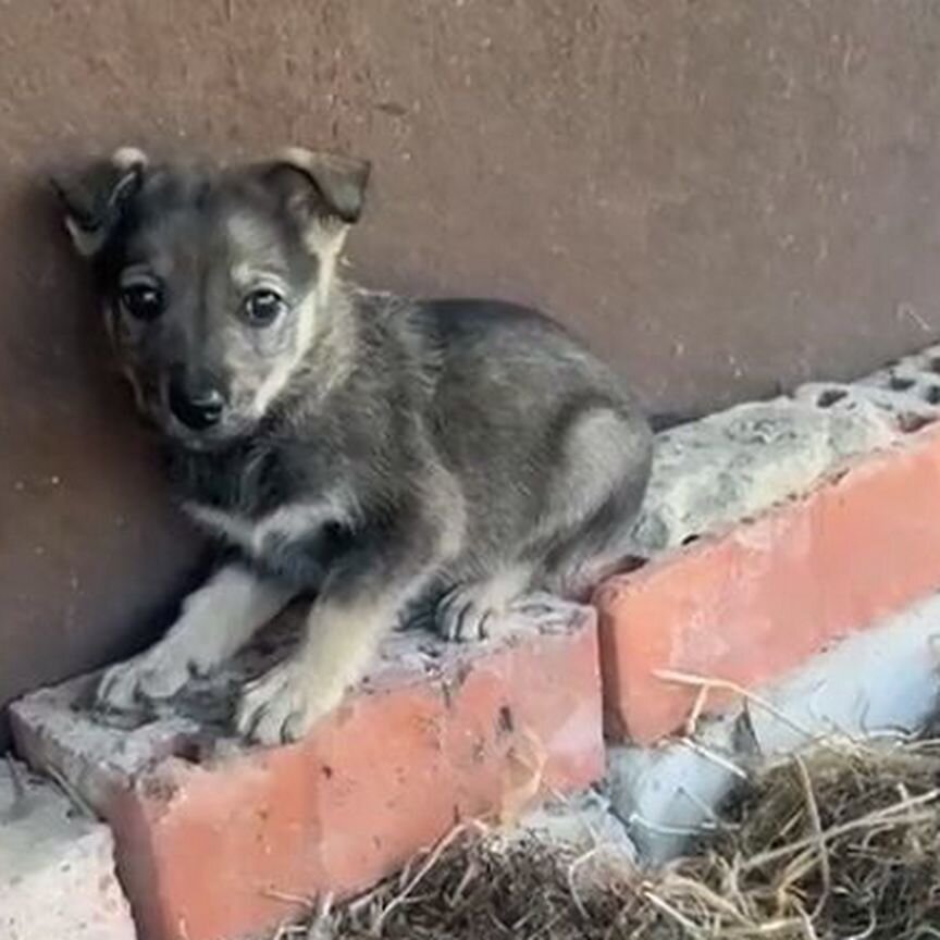 Щенок в добрые руки