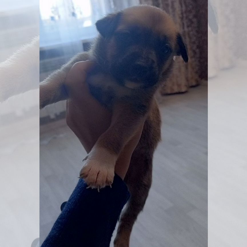 Отдам щенят мама Стаффорд а папа немец