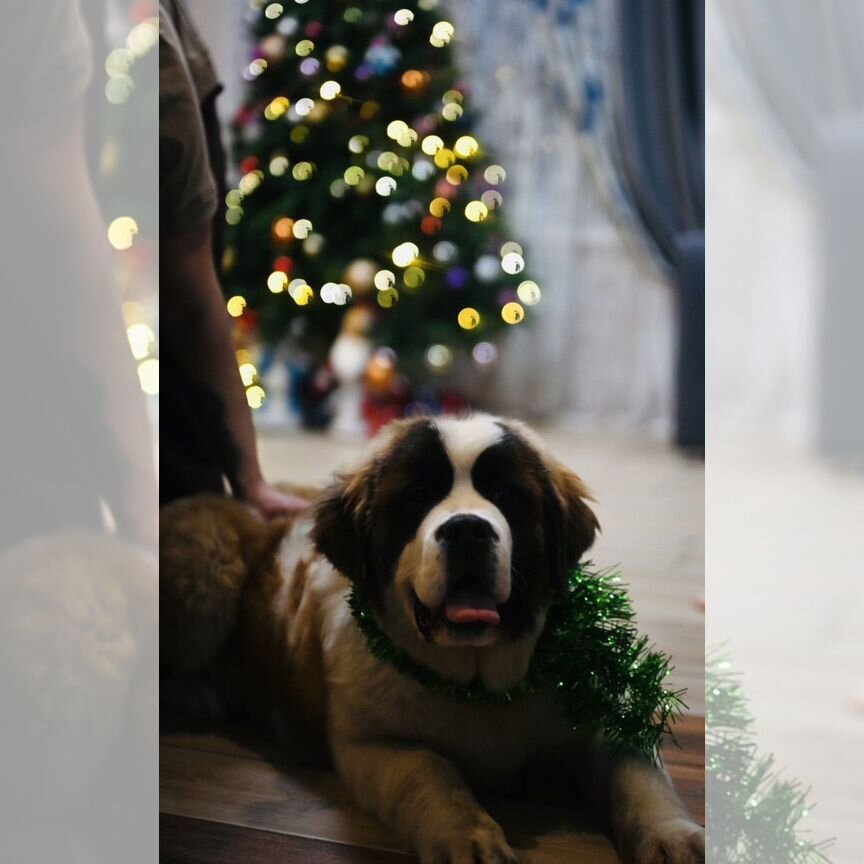 Сенбернар, щенок