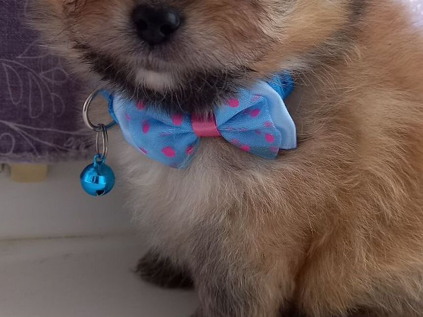 Померанский шпиц мини щенок