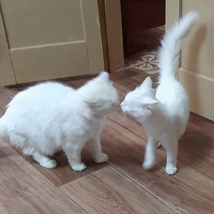 Белый пушистый котенок