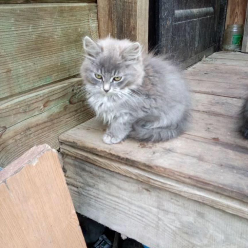 Котенок Федор